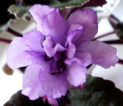 African Violet * PLUG * Wrangler's Fargo Outlaw | eBay