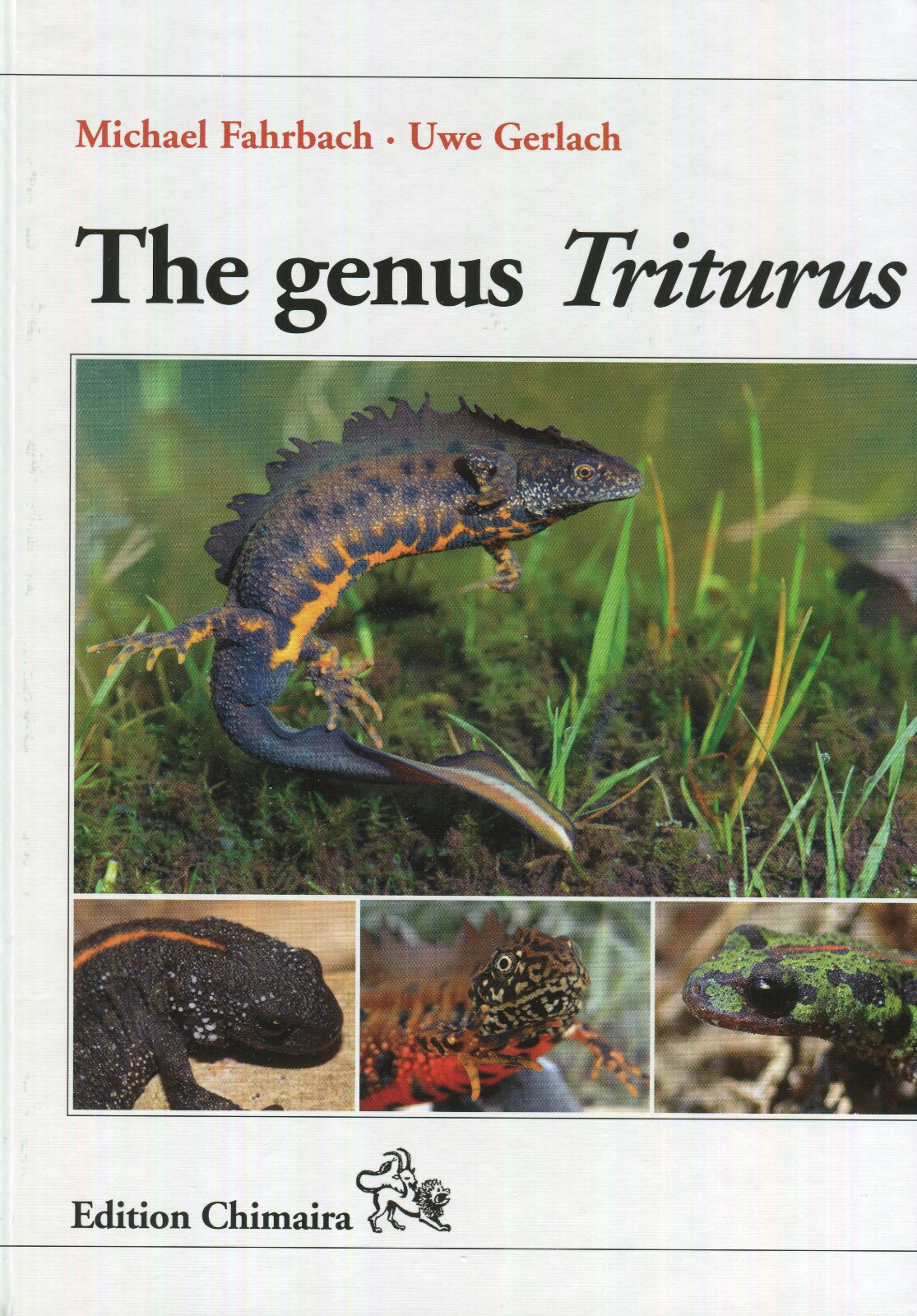 The Genus Triturus - Eurasian Newts | eBay