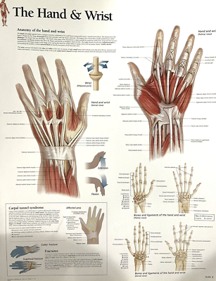 The Anatomy Of The Hand