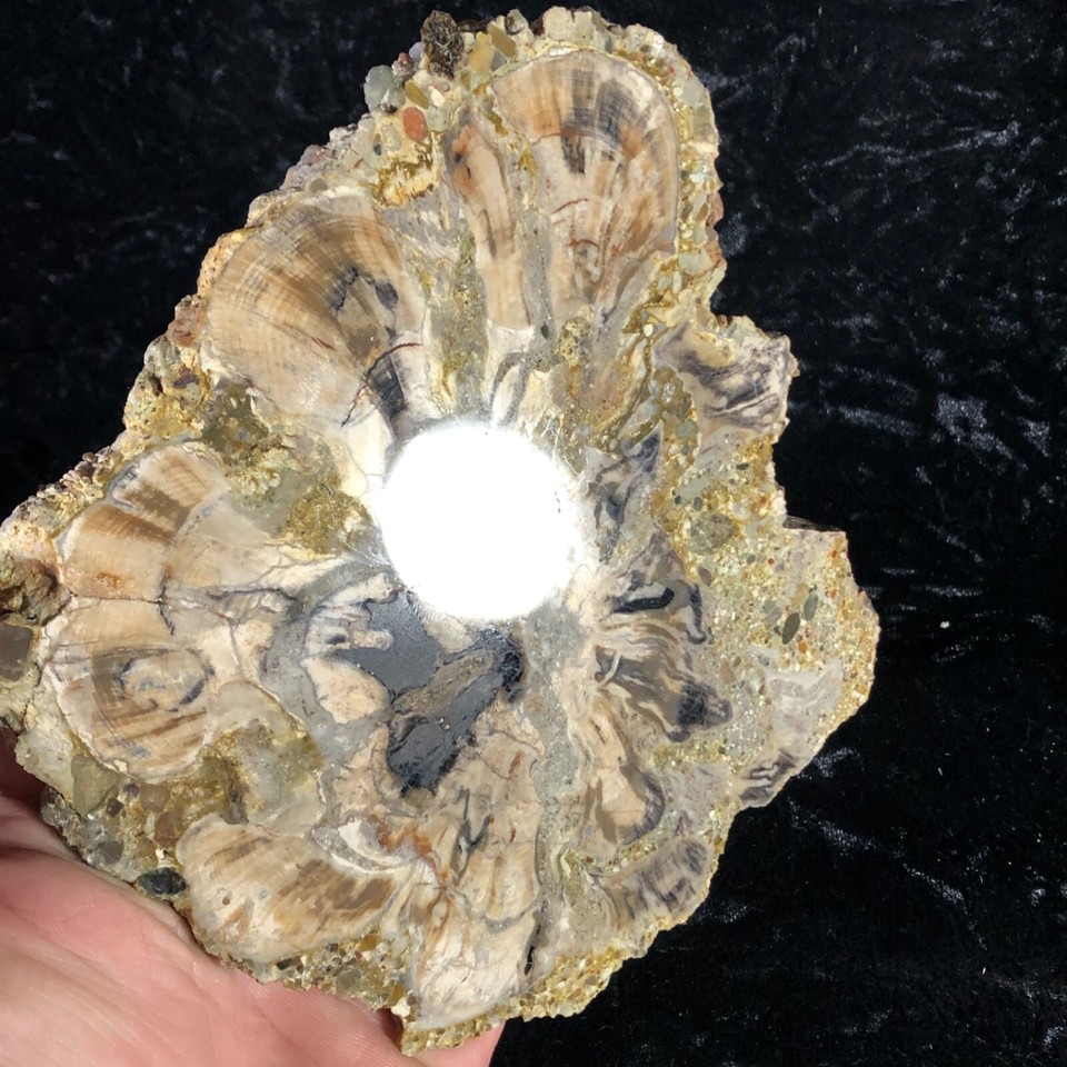 Rare Petrified Wood Seed Fern Hermanophyton taylorii With Secondary ...