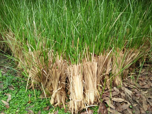 Vetiver Root (Savandara) Powder Chrysopogon zizanioides 100g Free ...