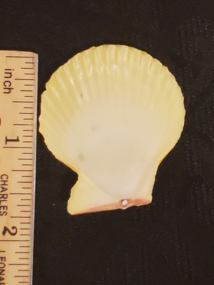 Yellow Pecten Chlamys Senatoria Natural Scallop Sea Shell | eBay