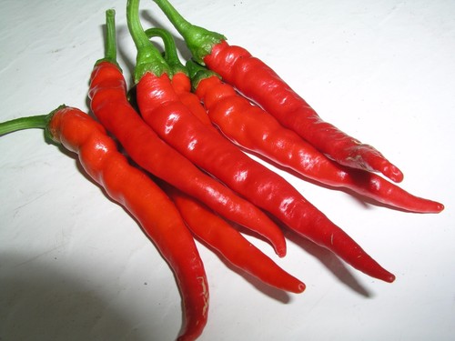 Chilli Pepper CAYENNE PEPPER RED * 500 Heirloom Vegetable Seeds * Hot ...