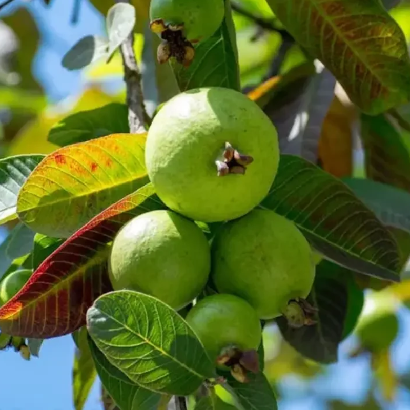 Pink Guava Fruit live Tree Plant Guavas (Ruby Supreme) Tropical Fruit ...