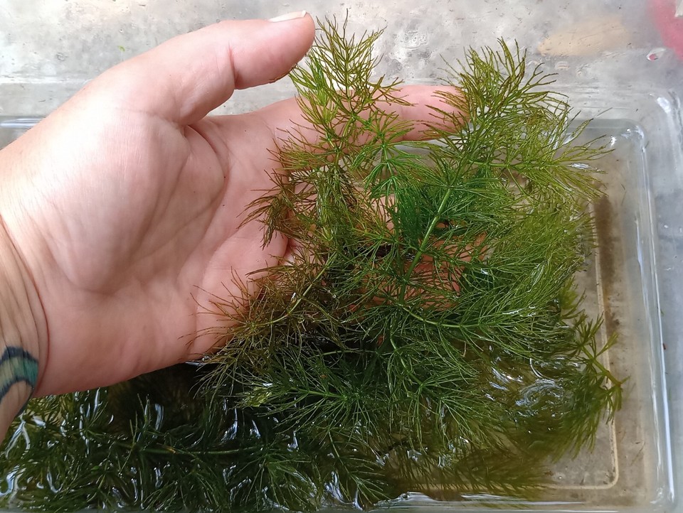 Hornwort Coontail (C. demersum) pond aquarium plant 36"+ Clear Water ...