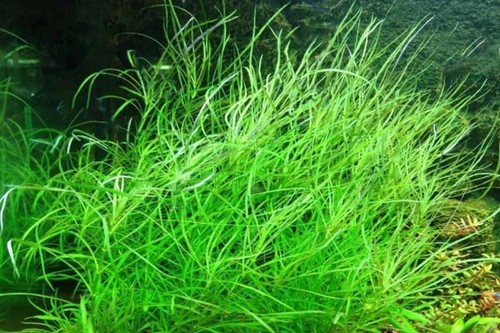 Floratica ¦ Pogostemon Q. 'Octopus' (5x) Live Aquarium Plants Tropical ...