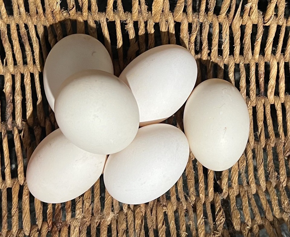 Cayuga Mix Duck Eggs One Half Dozen Fertile Hatching Eggs FREE 2 DAY ...