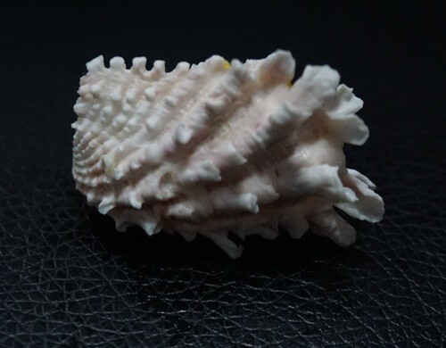 Cardita crassicosta 45 mm GEM " unusual WHITE pinkish color pattern WOW ...