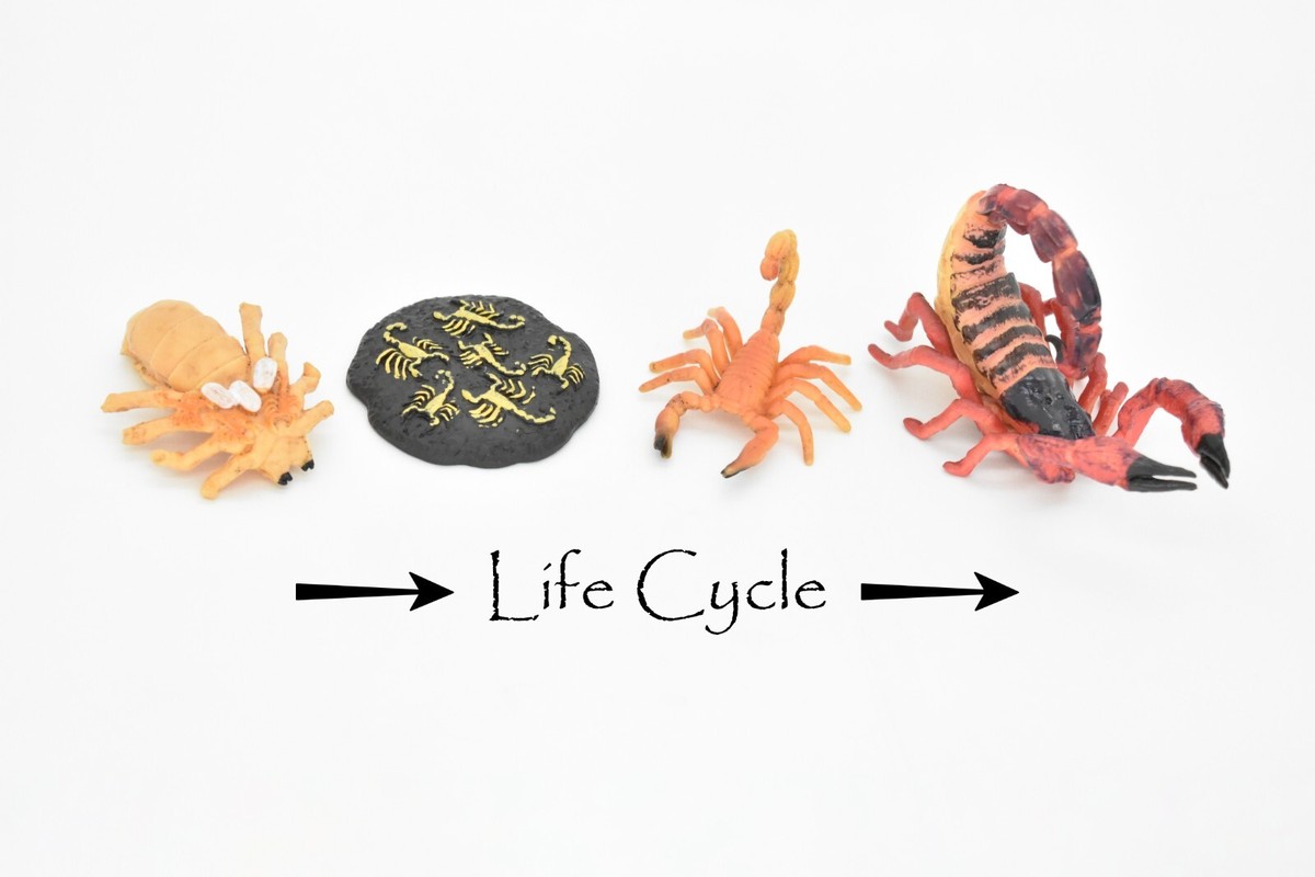 Life Cycle Of A Scorpion For Kids Learn About Scorpions: Scorpion
