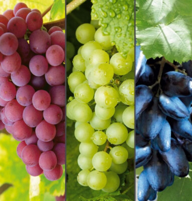 3 colors ---of hardy resistant grapes- TOTAL 15 fresh green CUTTINGS | eBay