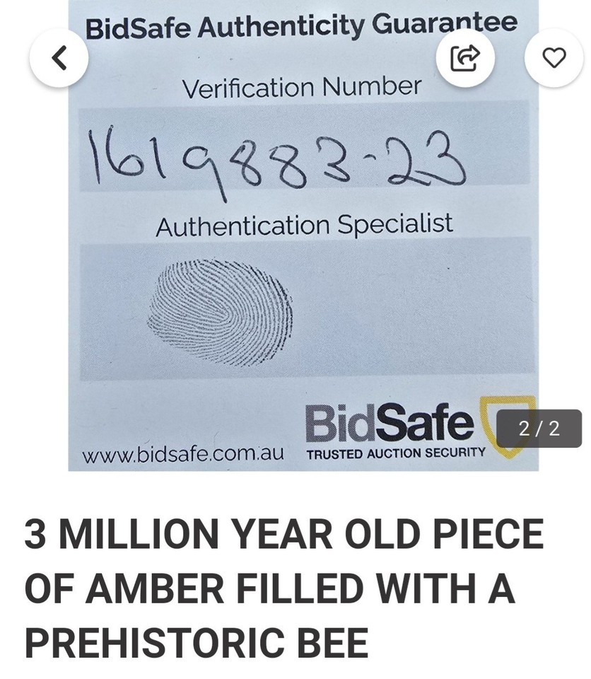 3 Million Year old Amber With Prehistoric Bee IMMACULATE CONDITION | eBay