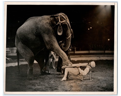 SABU Elephant Boy at Tom Arnold's Harringay CIRCUS 1951 Vintage Press ...