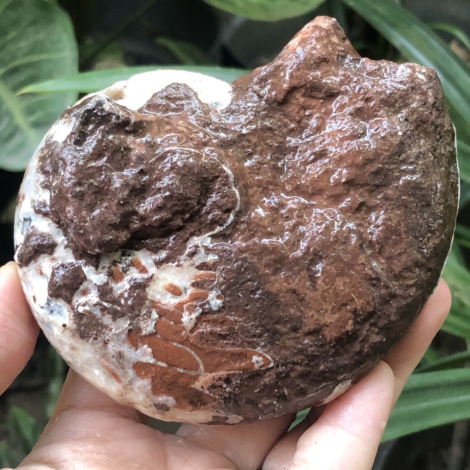 265GR EXTREME BIG WHOLE ROUGH PERMIAN THIN AMMONITE SOLID FOSSIL ...