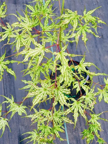 Acer palmatum 'First Ghost' (First Ghost Japanese Maple) | eBay