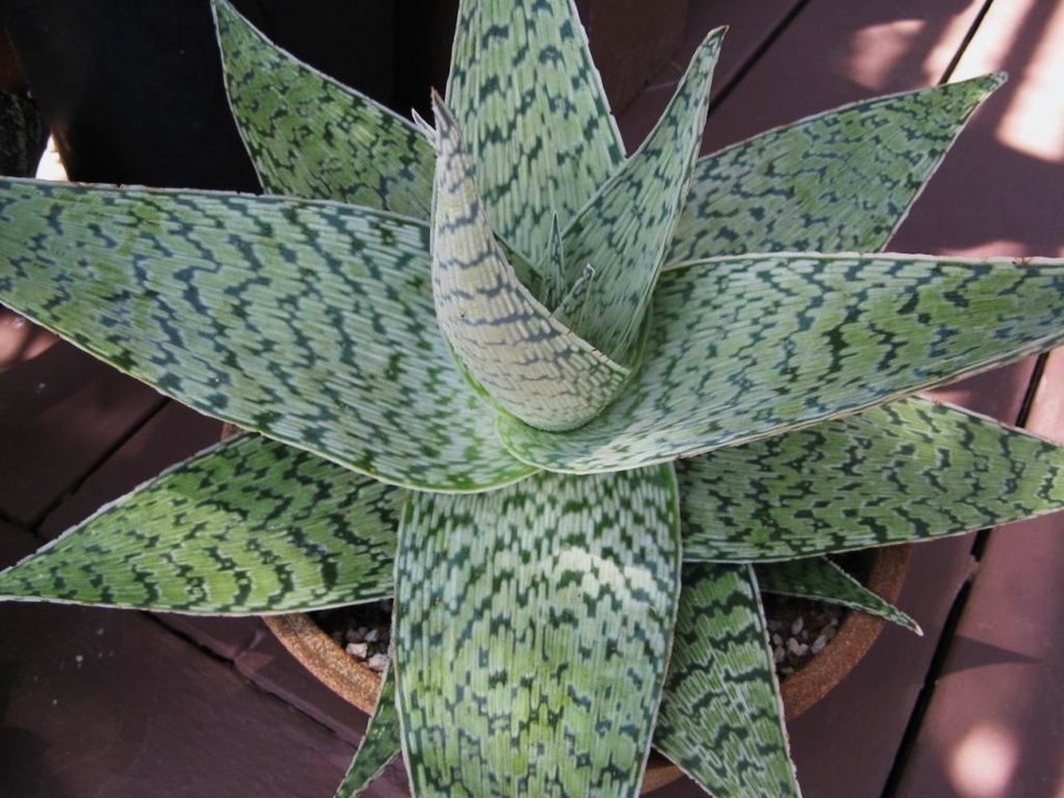 ALOE cv DELTA LIGHTS hybrid exotic color succulent rare flowering seed ...