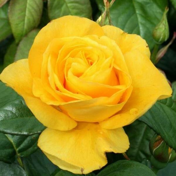 Golden Wedding Bush Rose Yellow- 50th Wedding Anniversary Gift - 3 ...
