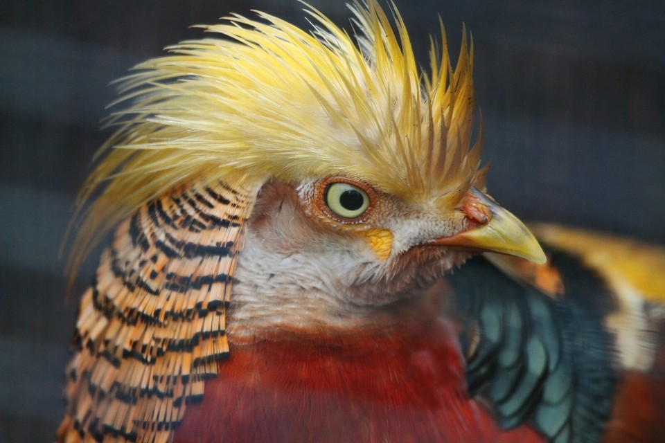 Red Golden Pheasant Taxidermy / Decoy Carving Reference Photo Cd | eBay