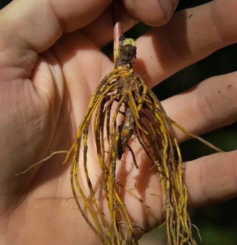 Wild Goldenseal Roots Yellow root Green Fresh Dug . | eBay