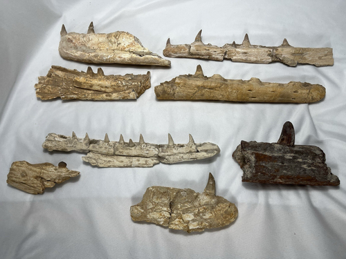 Mosasaur & Crocodile Jaw Fossil Set – 8 Specimens Dinosaur Fossil | eBay