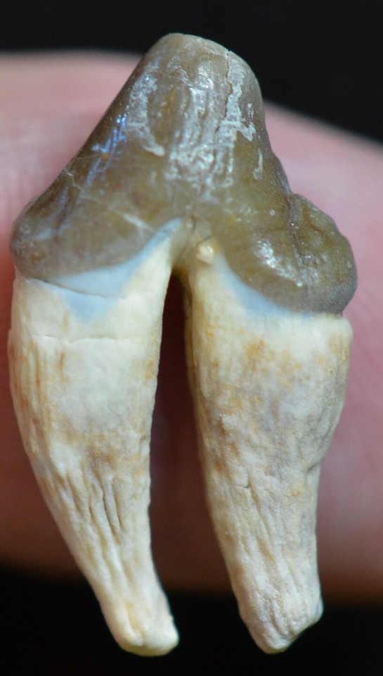 Rare Large Dog Associated Teeth, Daphoenus felinus, Fossils, Oligocene ...