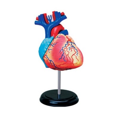 Detachable Human Anatomical Heart Model Anatomical Model Heart Model ...