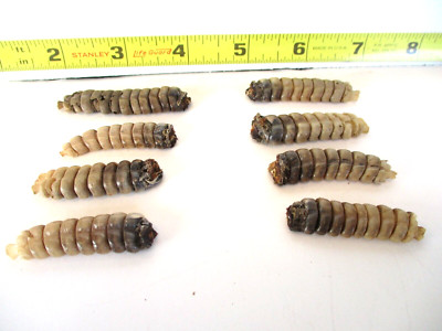 8 Montana Rattlesnake Rattles, FOR SALE IN USA ONLY. | eBay