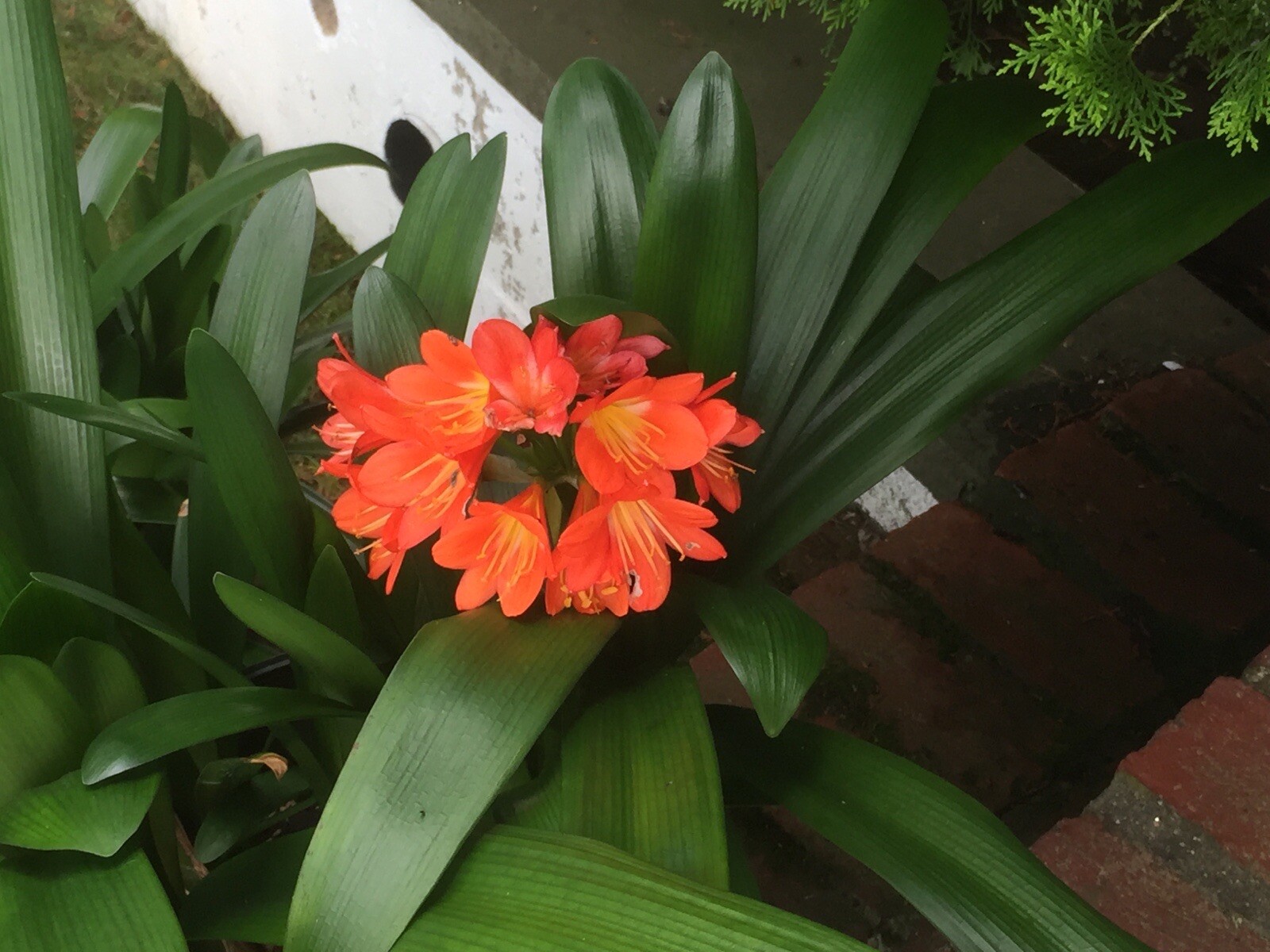 Clivia Plant Live Clivia Miniata plant Orange Flowers. Good Roots | eBay