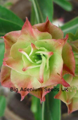 20 x Green Adenium Obesum Seed, Triple Hulk Green, Desert Rose ...