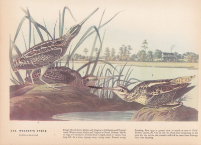 Audubon 1942 Vintage Birds #243 "Wilson's Snipe" Full Color Art Plate ...