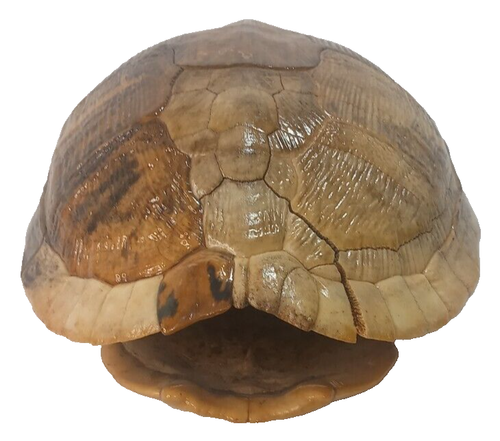 Vintage Genuine Turtle Shell Shiny Varnished Wall Hanging Decor 10" X 7 ...