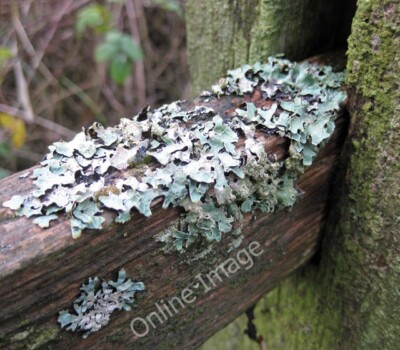 Photo 6x4 Lichen Growth on Fence Barrow Haven c2009 | eBay UK