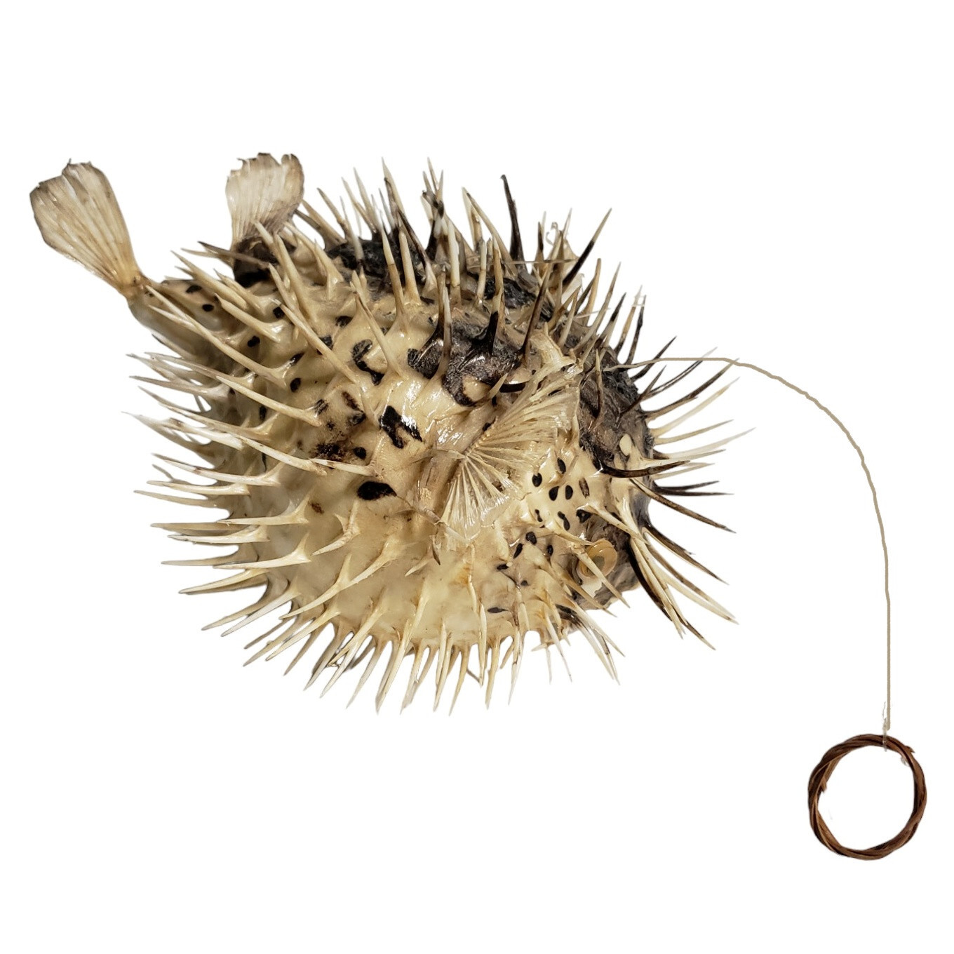 Puffer Fish Real Preserved Taxidermy Pufferfish Blowfish Balloonfish ...