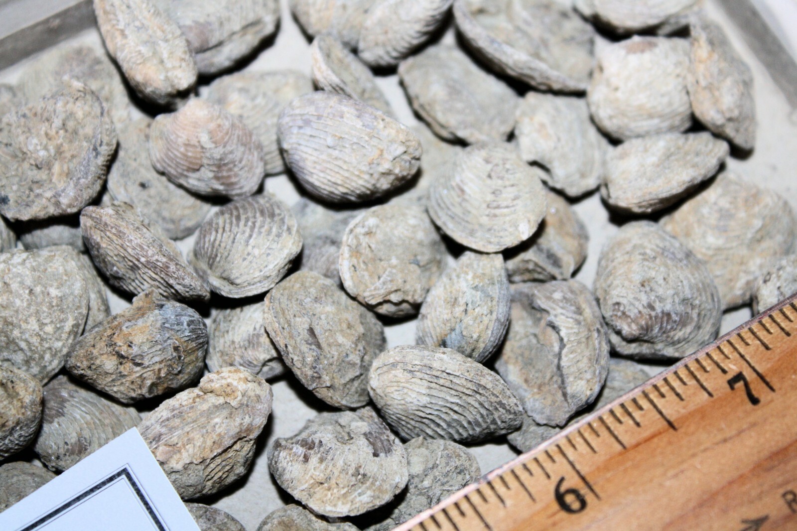 Carboniferous Pennsylvanian Bivalve fossil Astartella concentrica 1 per ...