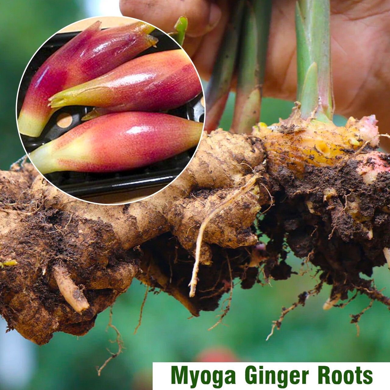 3 Myoga Ginger Roots - BOGO 60% off Sale Ready To Grow Fresh Ginger | eBay