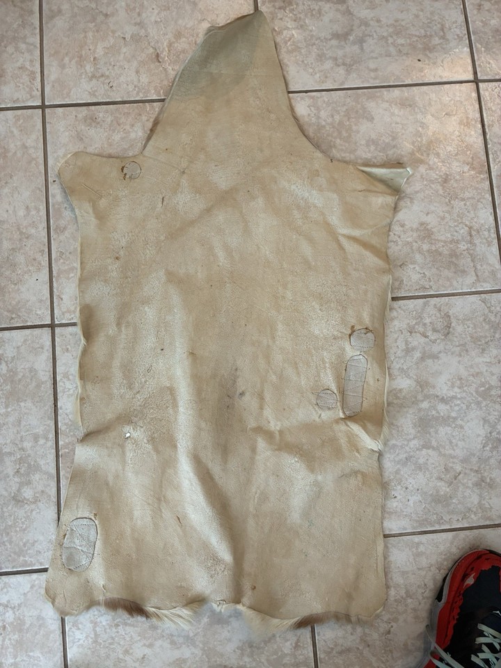 South African Tanned Springbok Skin, Springbok Hide, 35x21 inches ...