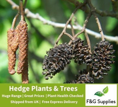 Alder Alnus Glutinosa native bare root tree saplings whips hedging ...