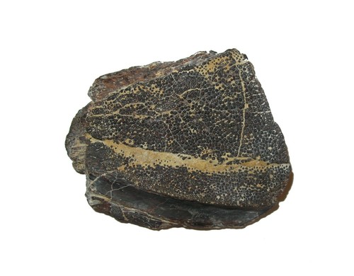 Cretaceous Sulphur River Texas large fish tooth plate fossil with great ...