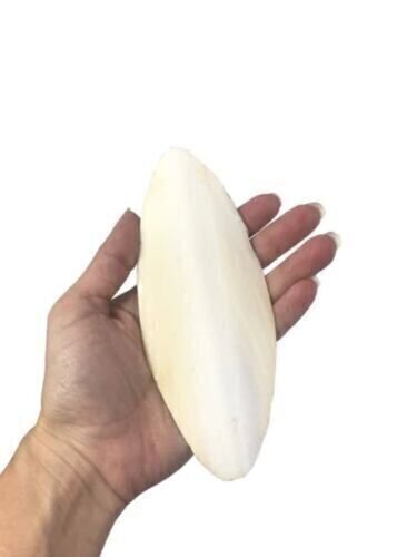Birds LOVE Natural Cuttlebone 6" - Pure Calcium Supplement for Parrots ...