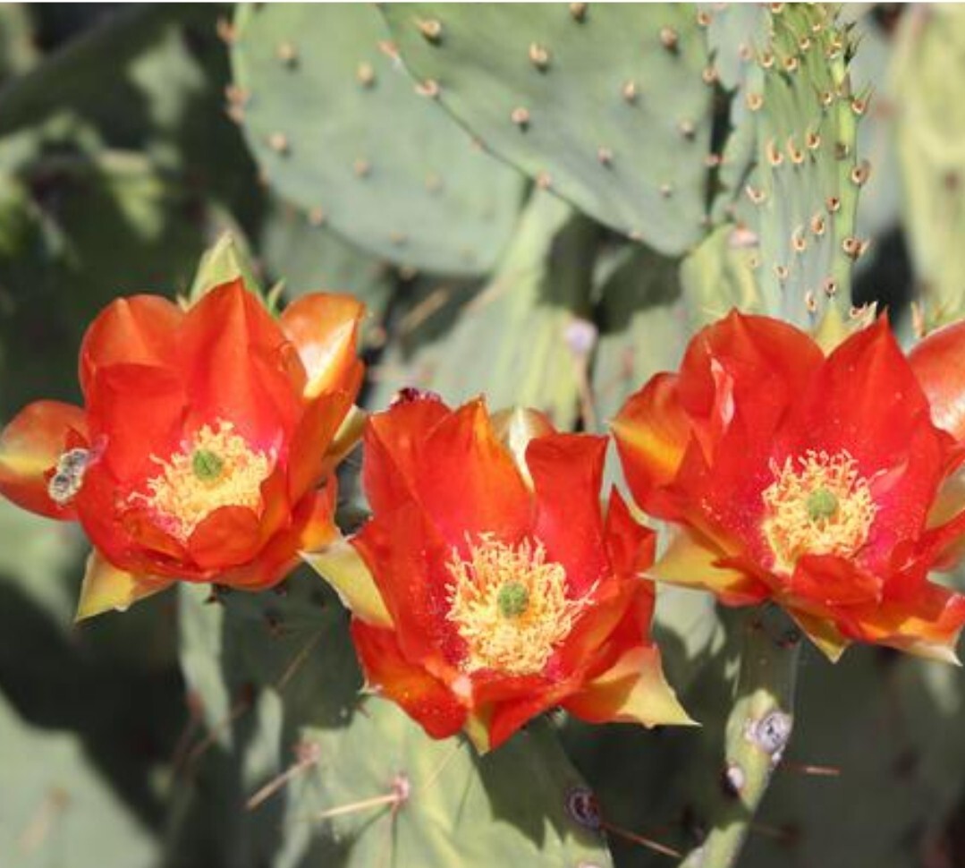 20+ Prickly Pear Cactus SEEDS (Opuntia ficus-Indica) Red Tuna Cactus ...