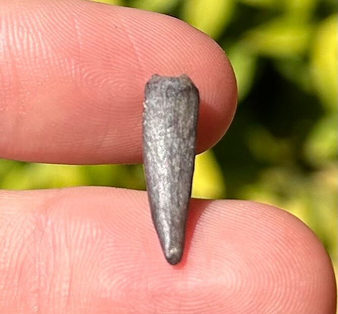 Small Theropod Dinosaur Claw Fossil from Niger Dino Bones Eocarcharia ...