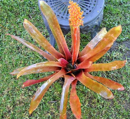 BROMELIAD AECHMEA "RAMOSA" PINK LEAF FORM ...STUNNING in any collection ...