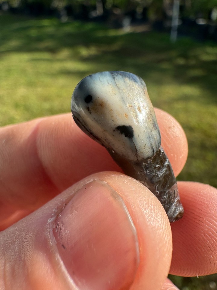 HIGHLY COLORFUL BISON ANTIQUUS LATIFRONS BISON FOSSIL INCISOR TOOTH ICE ...