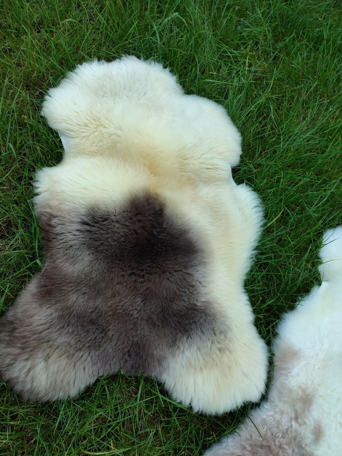 Natural Sheepskin Shearling Light Lightly Spotted Unique Artisan Many ...