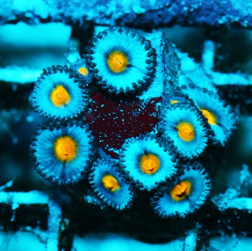 AOI Zoa Zoanthids Paly Zoa SPS LPS Corals, WYSIWYG | eBay