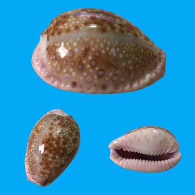 Cypraea marginalis, Bajuni Islands, Somalia, 26 mm, HARD SO BEAUTIFUL ...