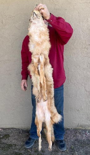 Coyote with feet, skinned for taxidermy, taxcoy32024 | eBay