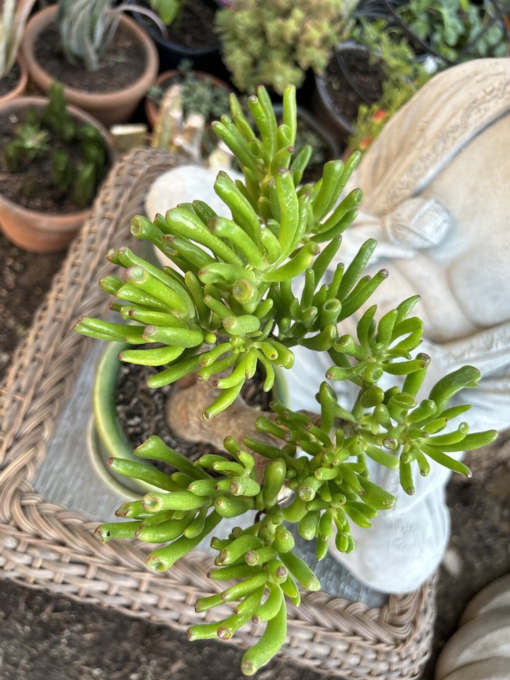 Crassula Ovata Gollum Jade Hobbit Plant Art Plant Bonsai Hobbit Plant ...