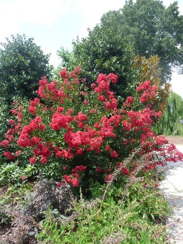 Victor ( Dwarf ) Red Crape Myrtle - Live Plant - ( 2.5 QT ) | eBay