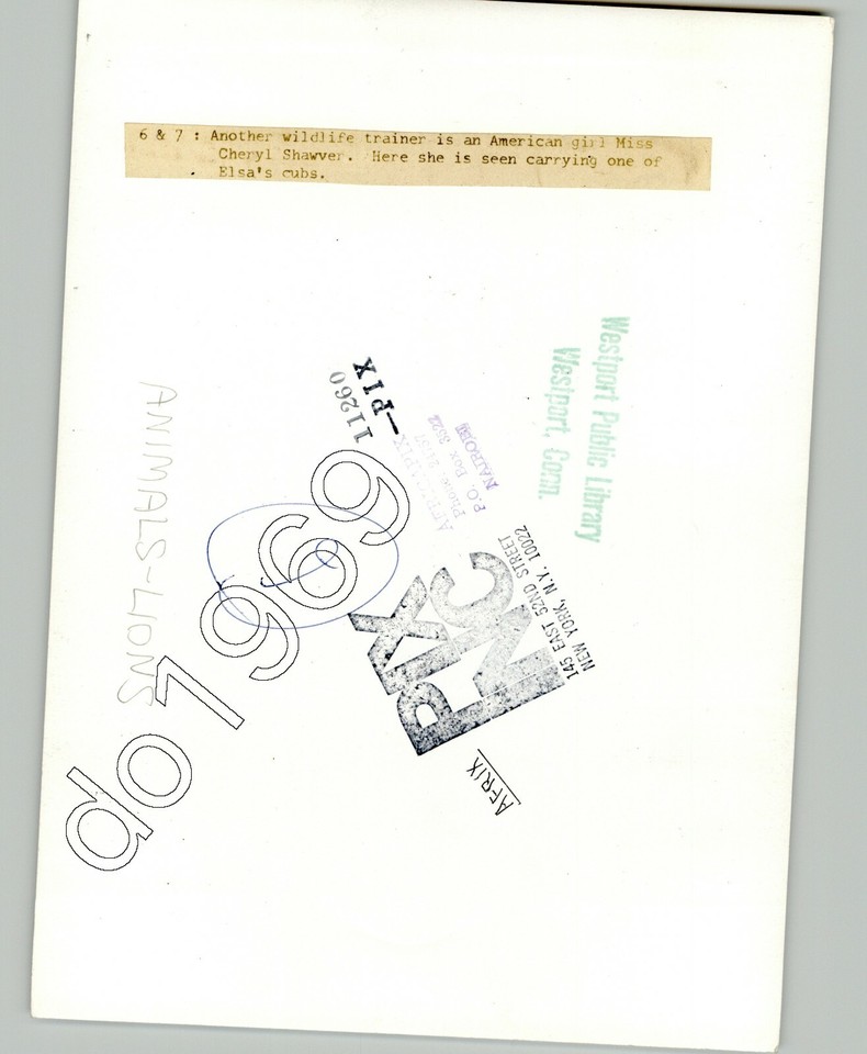 American Wildlife Trainer CHERYL SHAWVER & LION CUB. VTG Press Photo ...