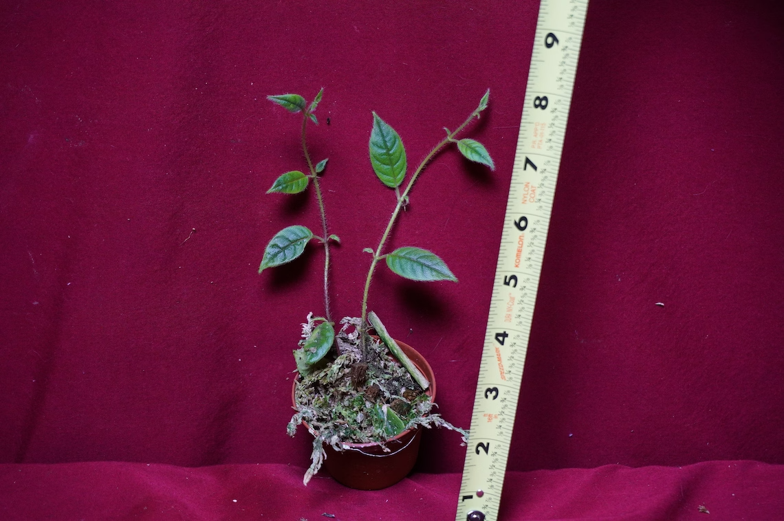 Columnea Minor US Grown Rare Gesneriad Terrarium Plant | eBay